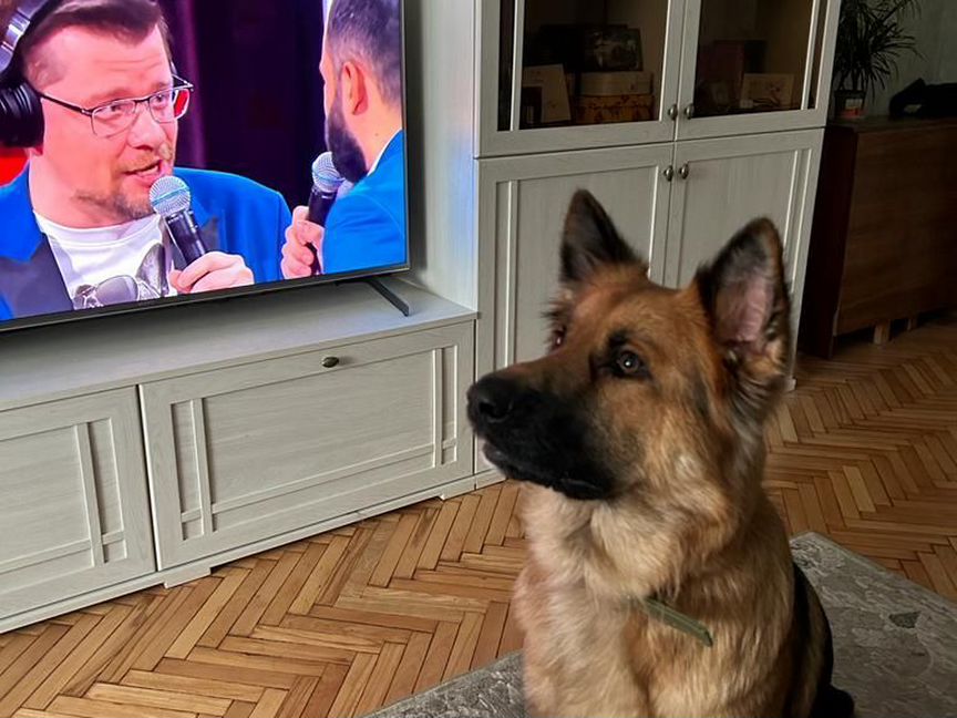 Немецкая овчарка добрые руки кобель длинношерстная