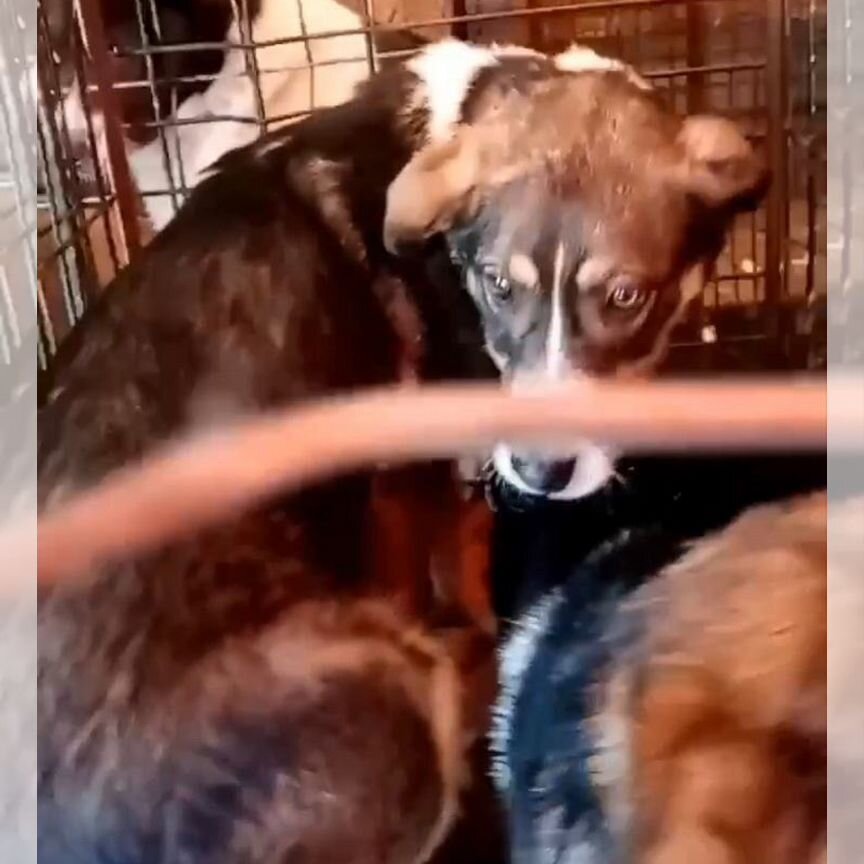 Взрослый пёс в добрые руки