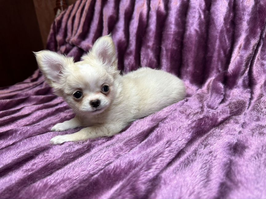 Малышки чихуашки