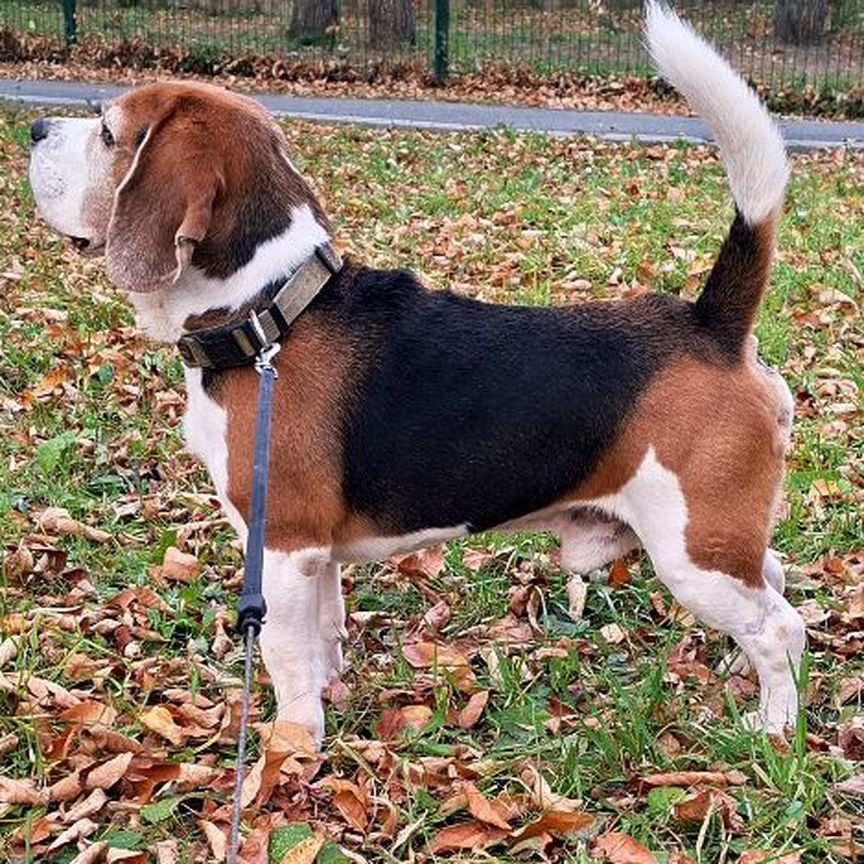 Бигль, взрослая собака