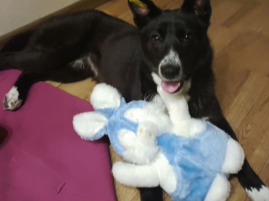 Собака в добрые руки