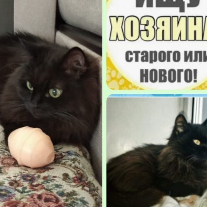 Взрослая, кошка в добрые руки