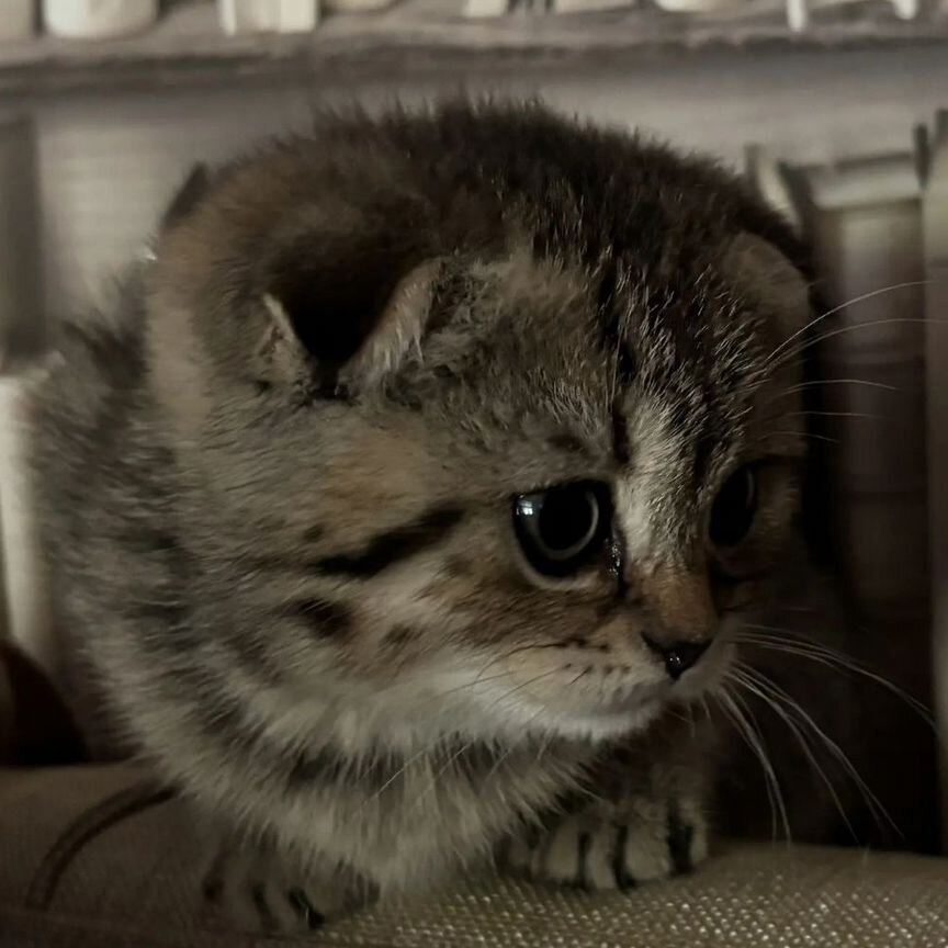 Шотландский вислоухий короткошёрстный котёнок