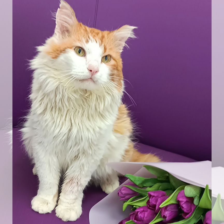 Котик ищет дом