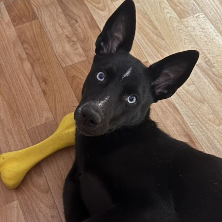 Щенок в добрые руки