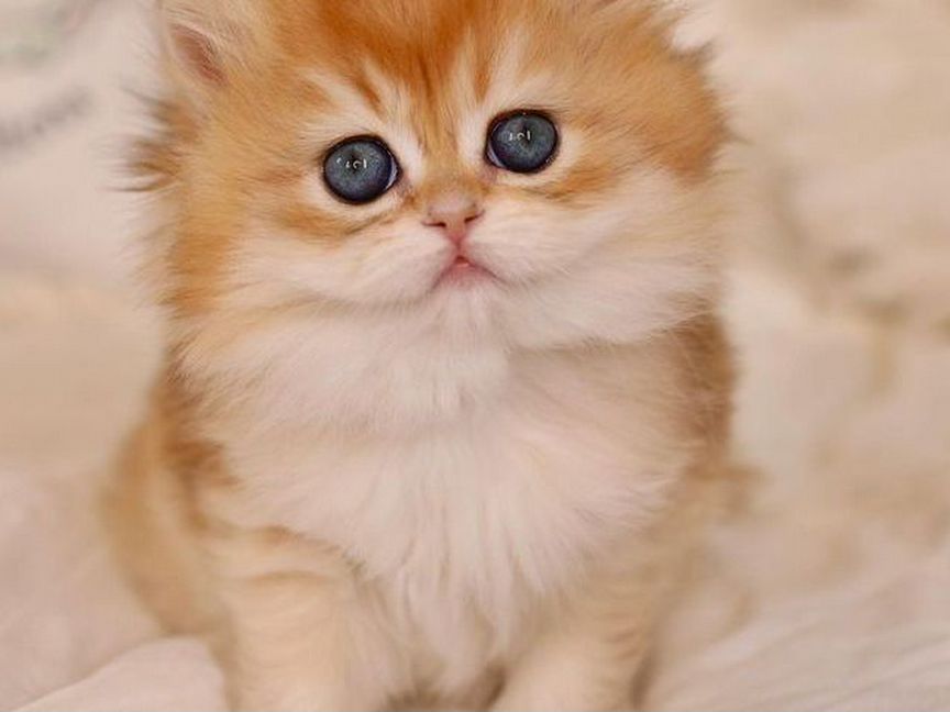 Шотландские котята золотые
