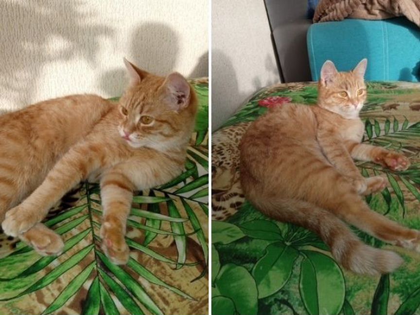Котенок - метиска скоттиш страйт
