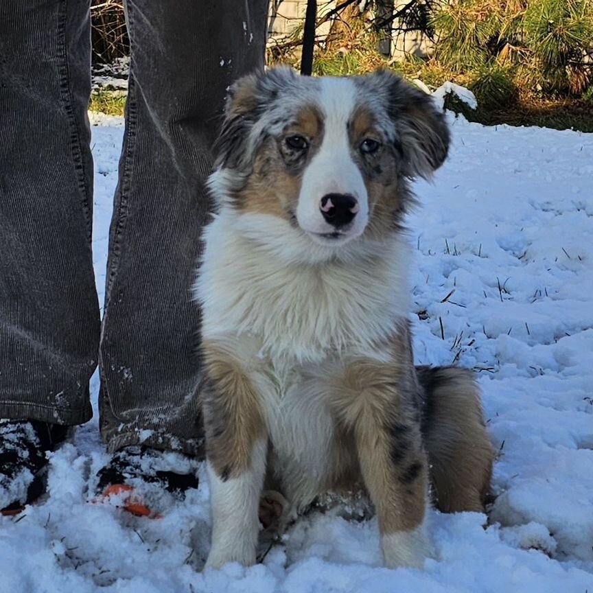 Миниатюрная американская овчарка, щенок