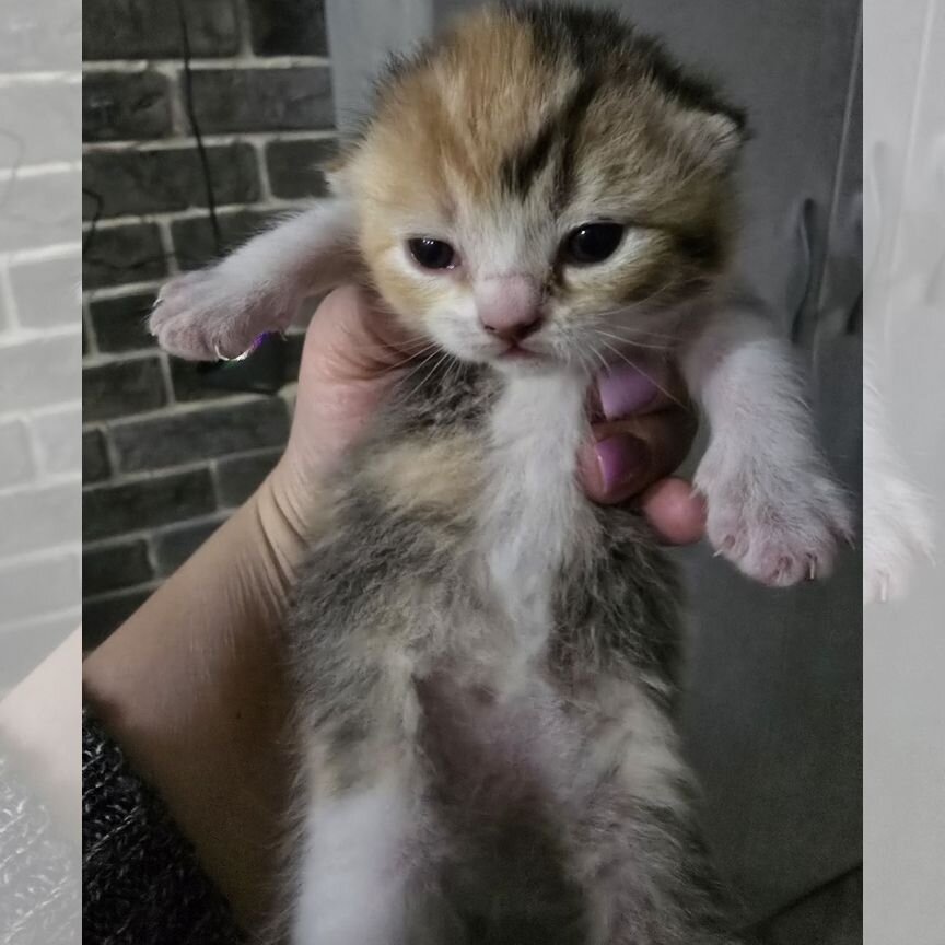 Открыта бронь на котят
