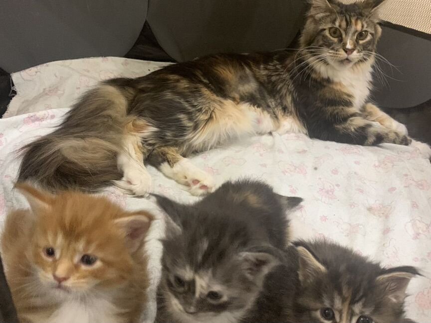 Кошка