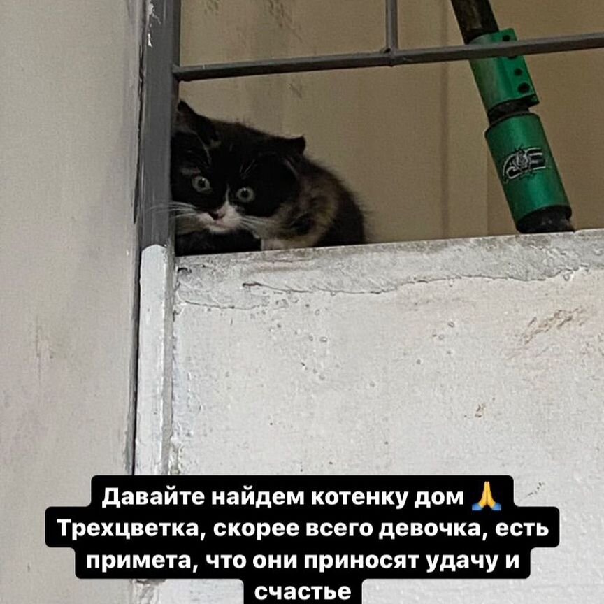 Котенок в добрые руки