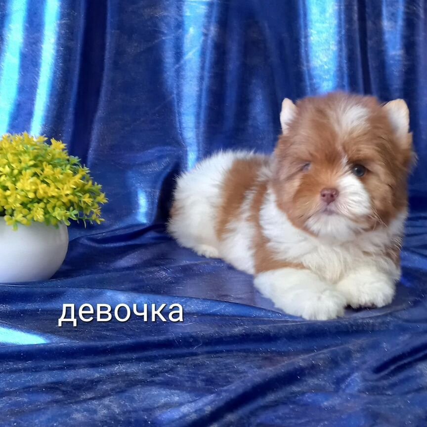 Бивер-йоркширский терьер, щенок