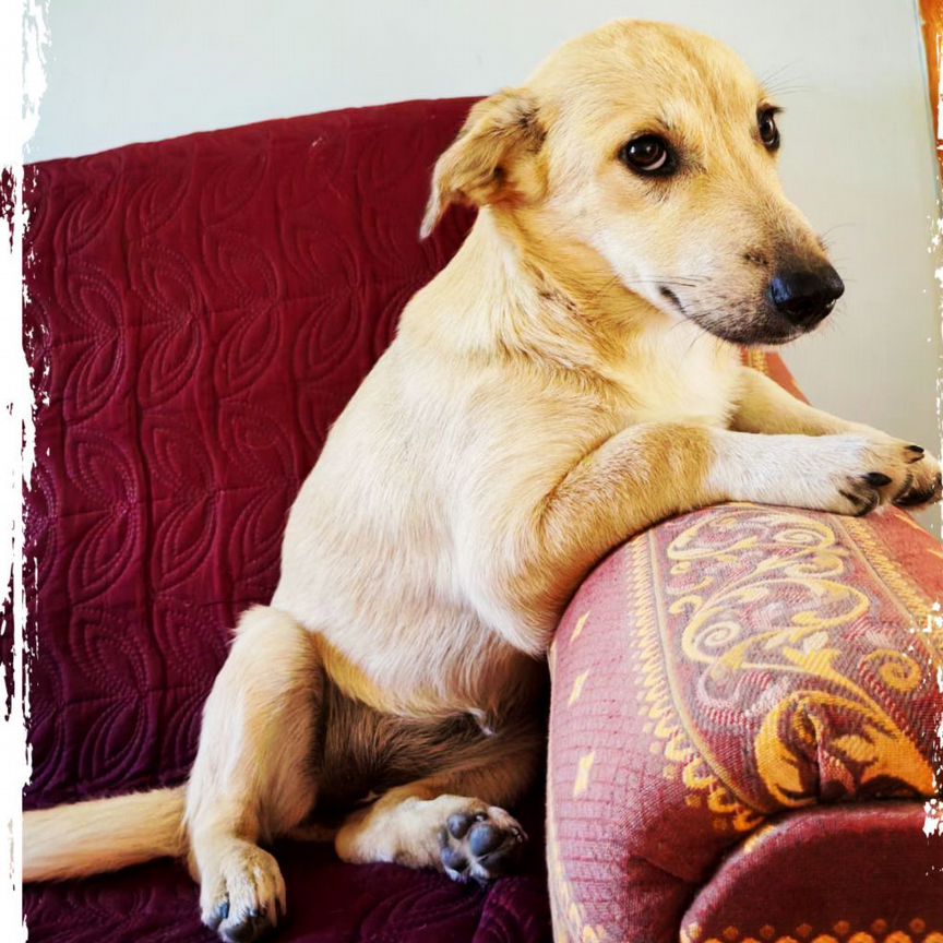 Щенок в добрые руки