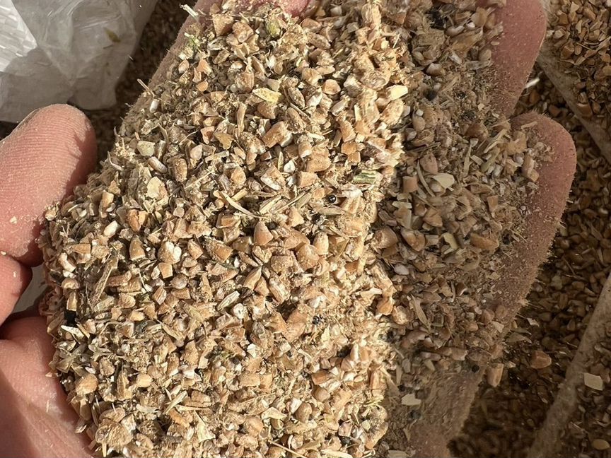 Пщеница дробленная