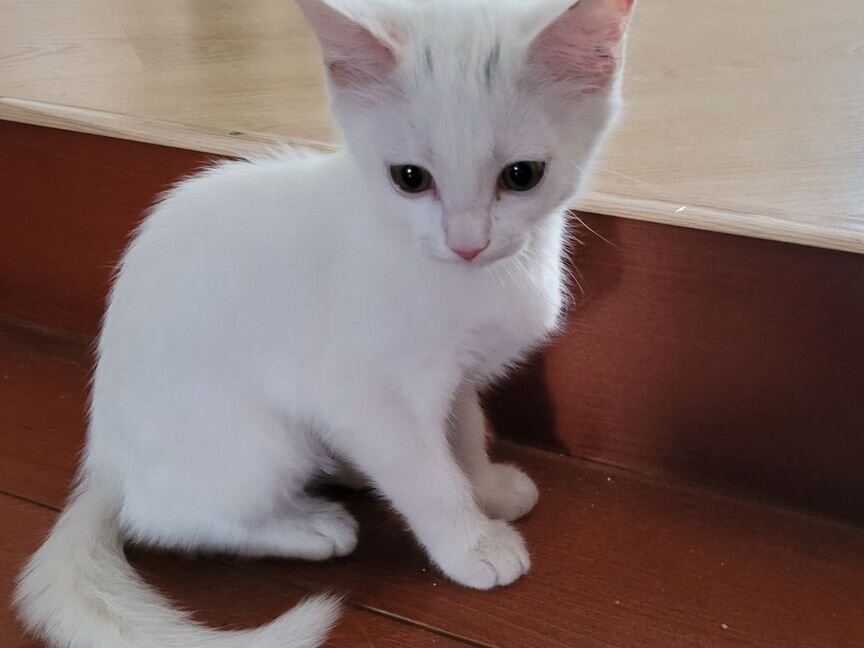 Котенок 1.5 месяца белая принцесса