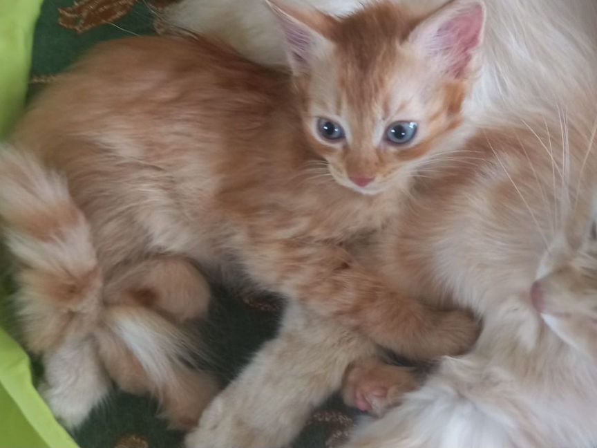 Рыжий котик в дар
