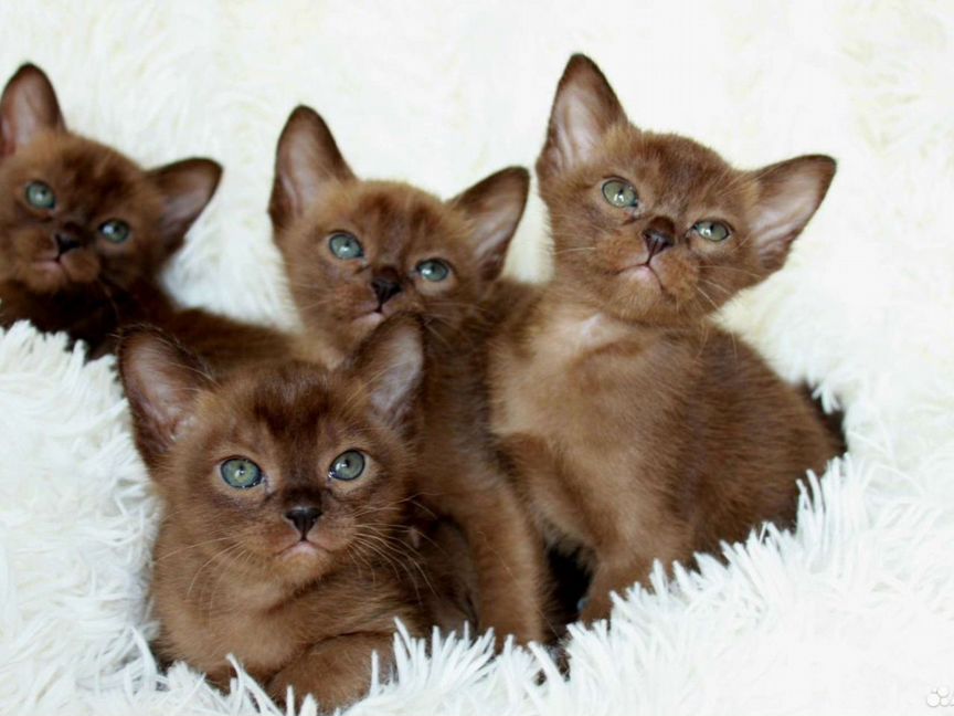 Бурманские котята с документами (есть девочки)