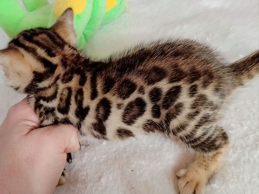 Бенгальские котята