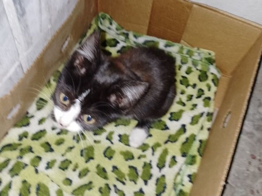 Котенок в добрые руки