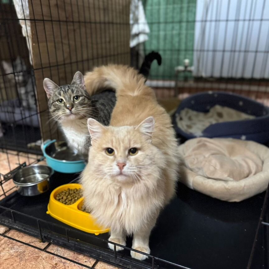 Котики Ванюша и Тиграш