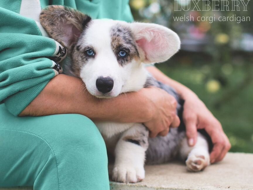 Вельш-корги кардиган
