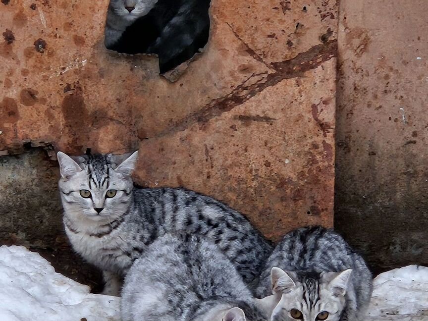 Кошки в добрые руки бесплатно