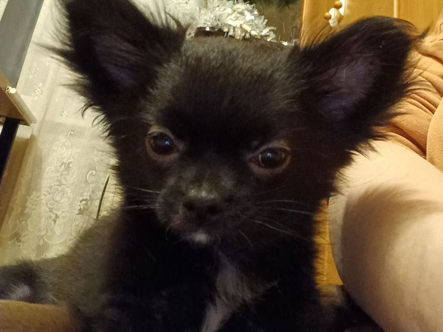 Щенки чихуахуа, девочка, черная, д/ш