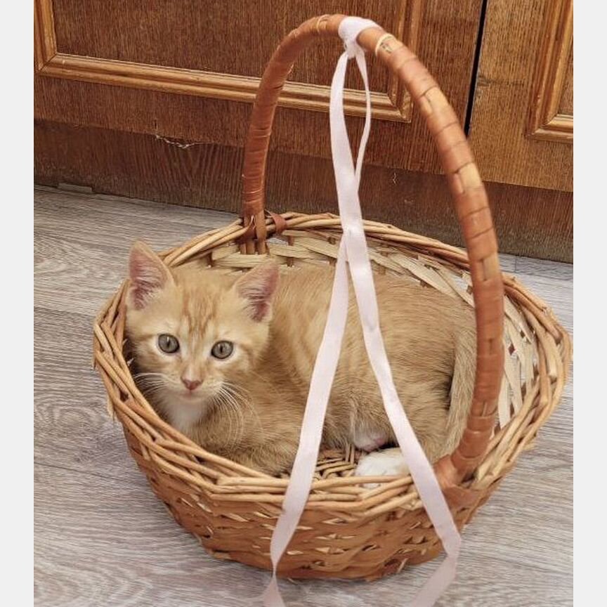 Рыжий котенок