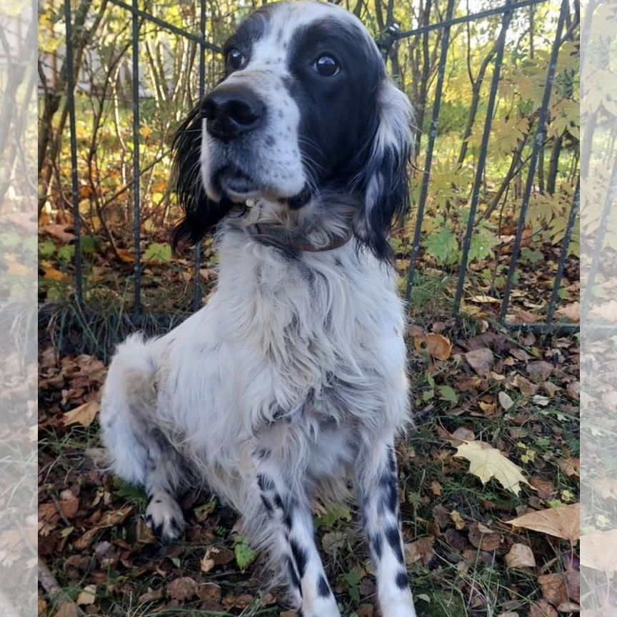 Английский сеттер, взрослый пёс