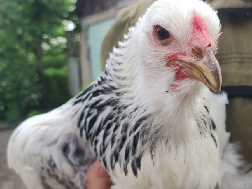 Наседка брама