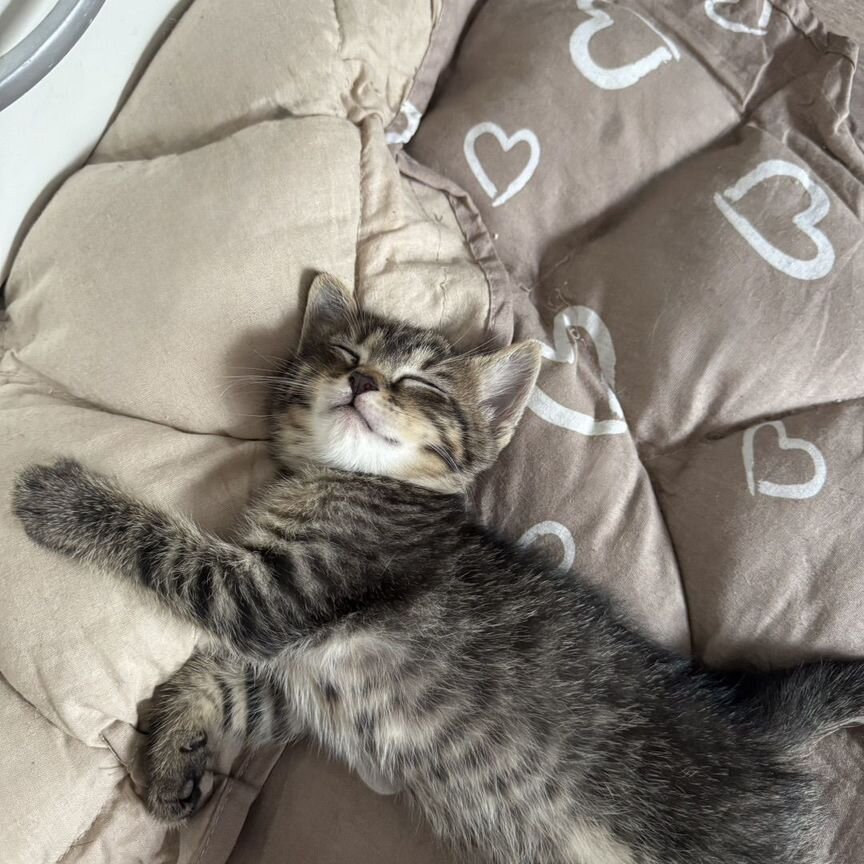 Котята в добрые руки бесплатно