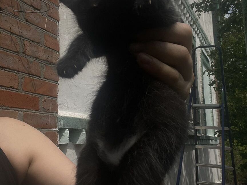 Кошка