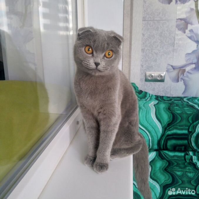 Продам британскую вислоухую кошку