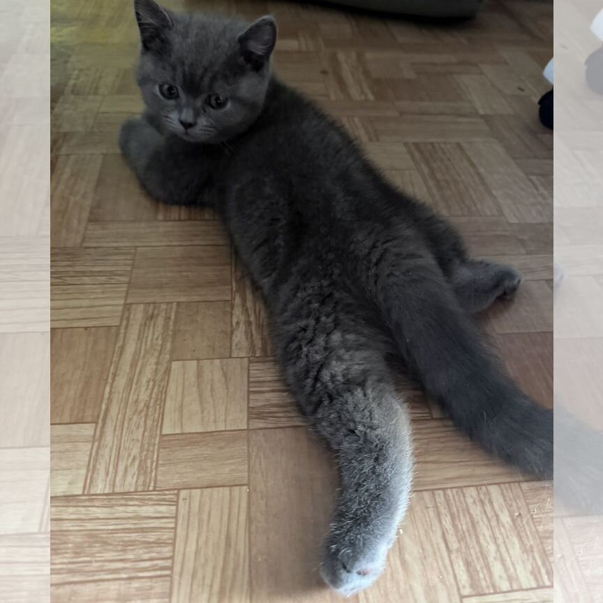 Британский короткошёрстный котёнок