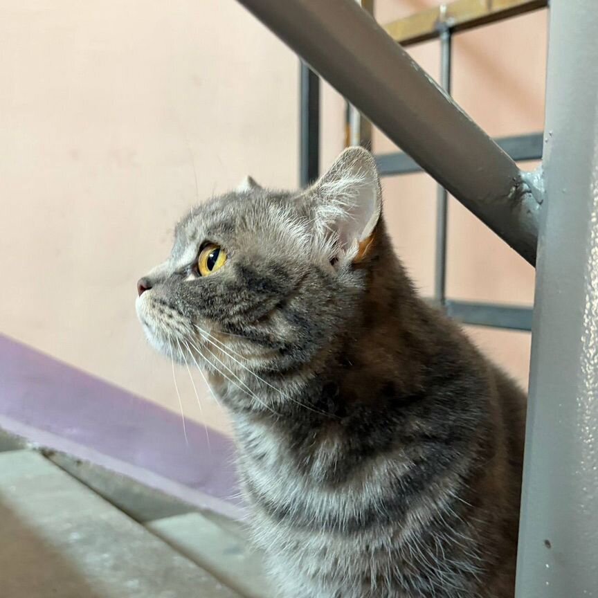 Британская короткошёрстная, взрослая кошка
