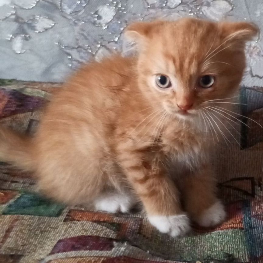 Отдам кошку/котенка