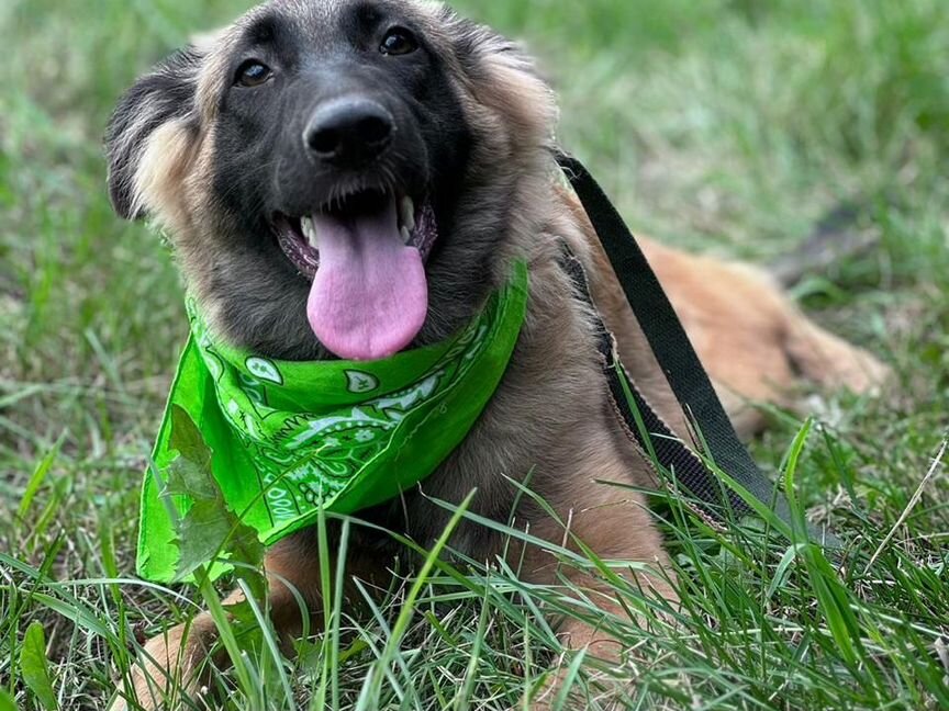 Сэнди щенок из приюта с нетерпением ждёт родителей