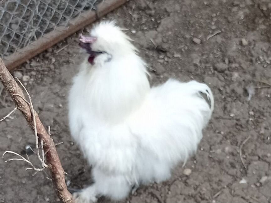 Китайские шелковые и мильфлеры