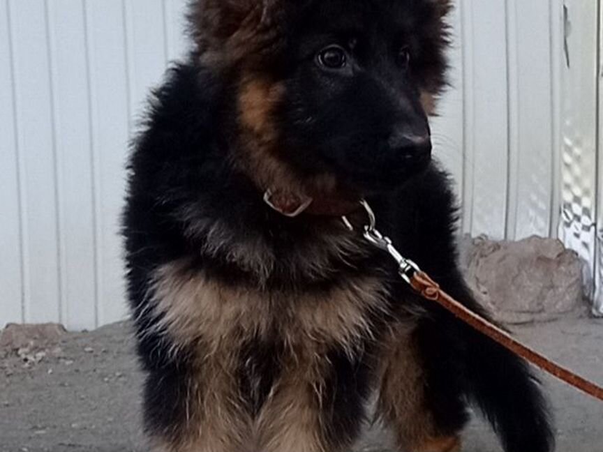 Питомник немецких овчарок Голд Магда