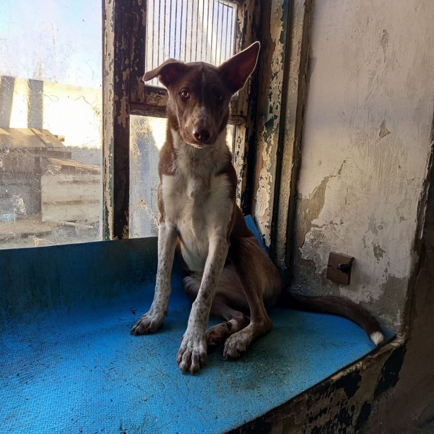 Собака в добрые руки щенок