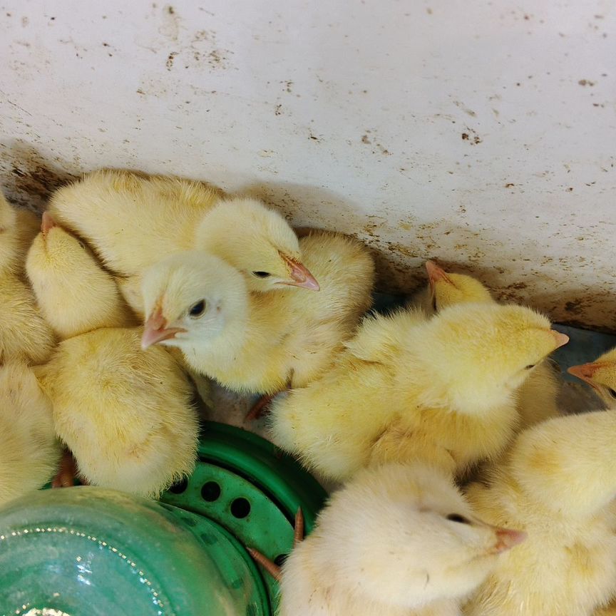Цыплята бройлеры
