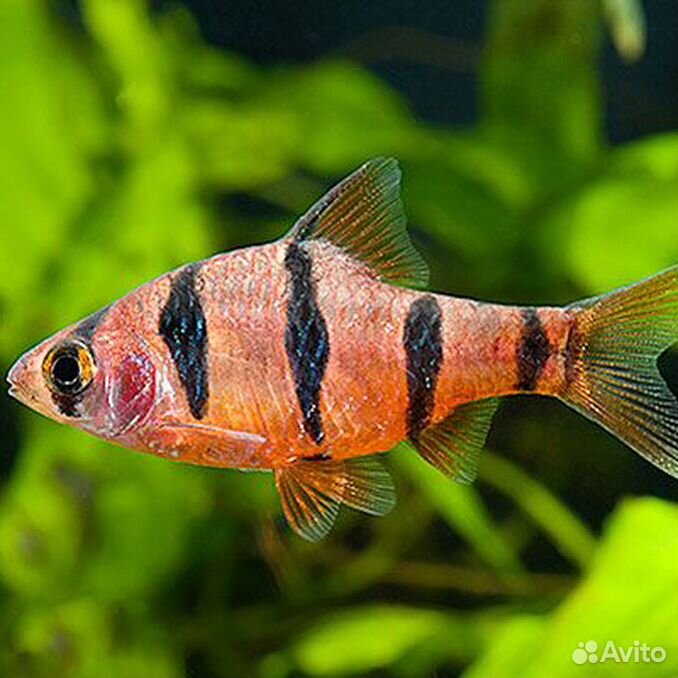 Барбус пятиполосый (Desmopuntius pentazona)
