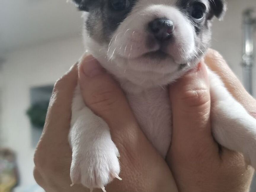 Щенки чихуахуа