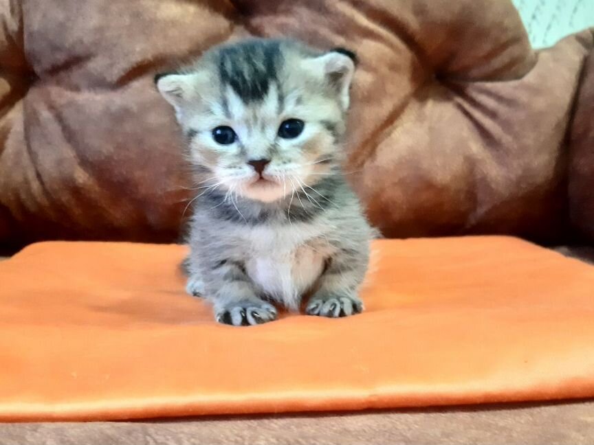Скоттишкилт (манчкин)