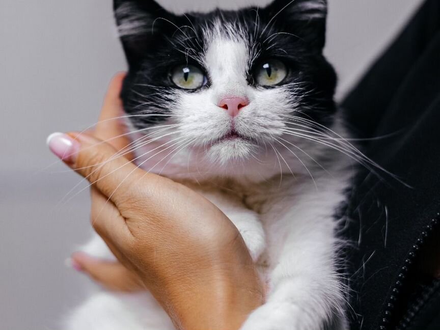 Кошка Мусильда ищет дом