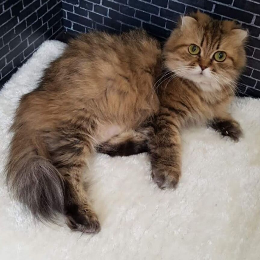 Шотландская хайленд в добрые руки