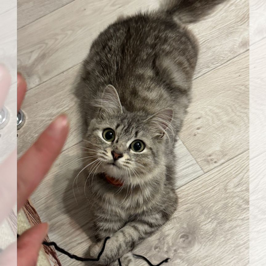 Кошка