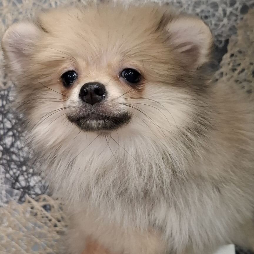 Немецкий шпиц, щенок