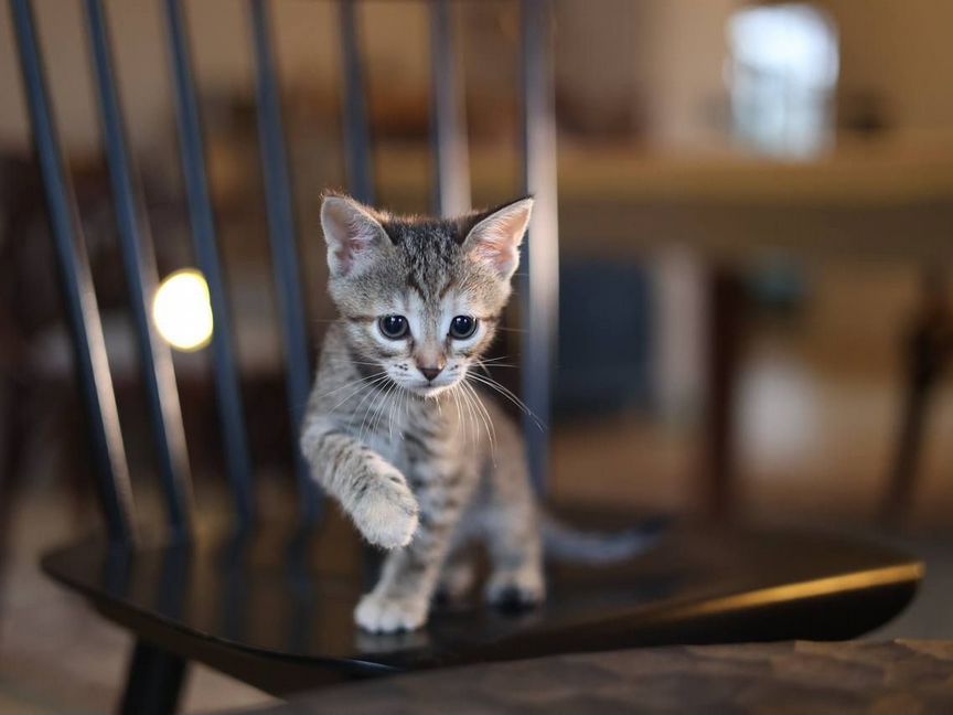 Кошечка Лина