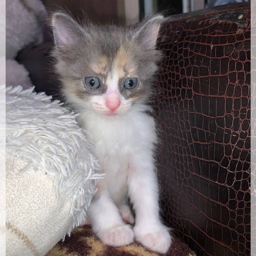 Котёнок в добрые руки